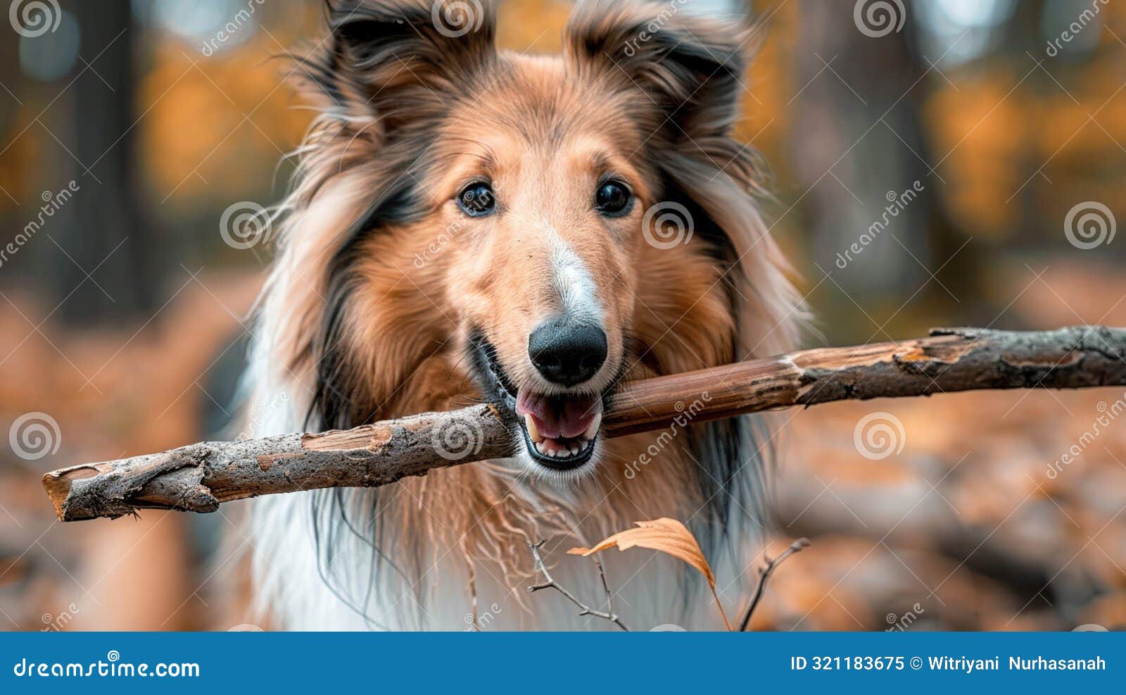Smooth Collie Dog Biting Stick . Generative Ai Stock Illustration ...