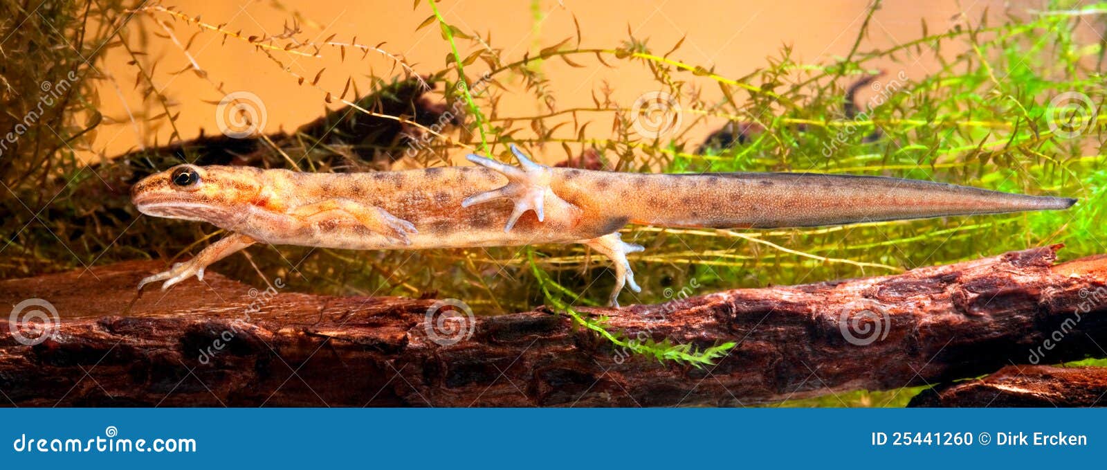 Smooth or common newt stock photo. Image of beautiful - 25441260