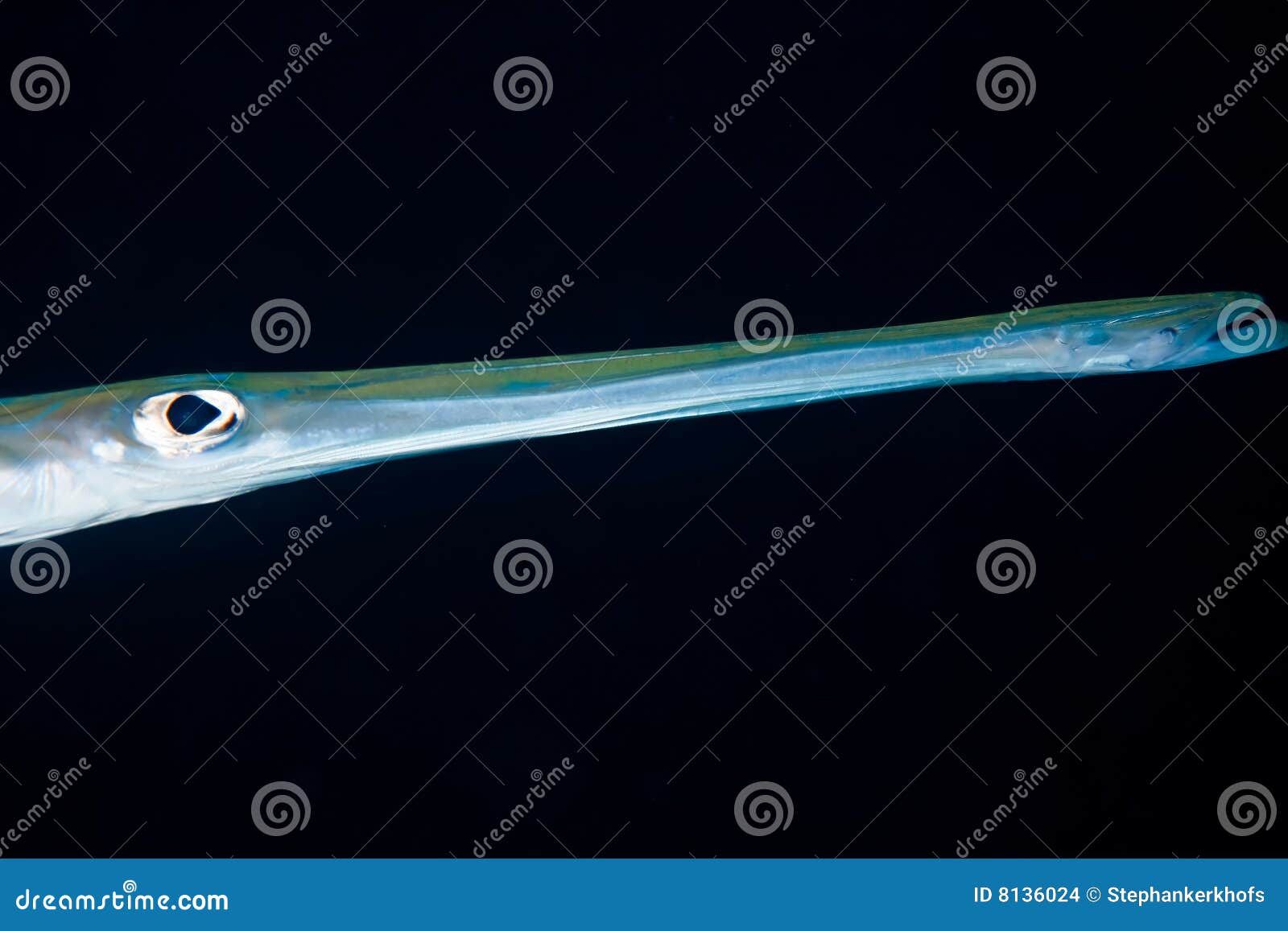 Smooth cornetfish stock photo. Image of underwater, bigeye - 8136024