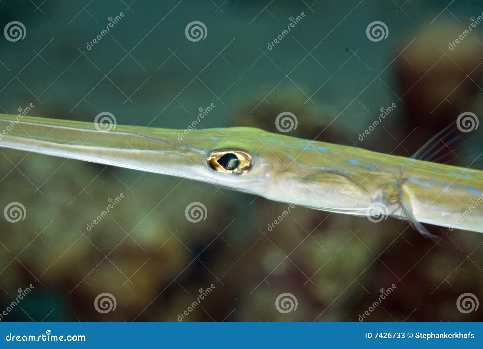 Smooth Cornetfish - Fistularia Commersonii ,coral Reef Red Sea Royalty ...