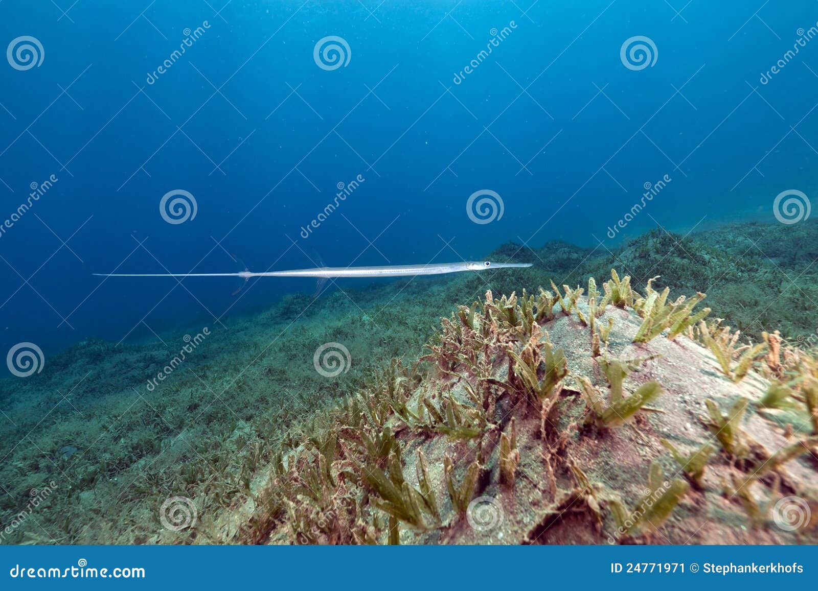 Smooth Cornetfish (fistularia Commersonii) in the Red Sea. Stock Image ...