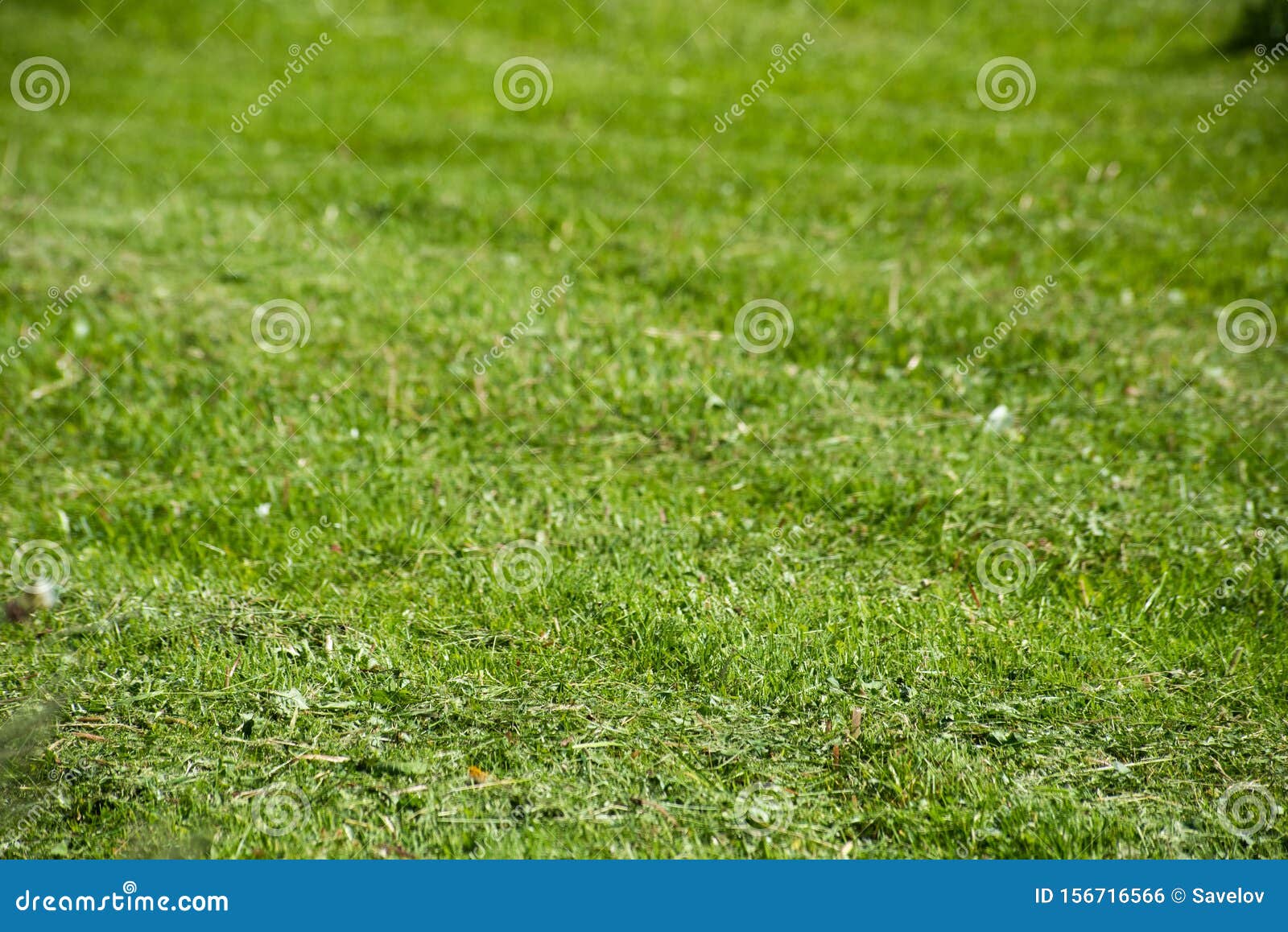 Smooth cut grass is close stock photo. Image of growth - 156716566