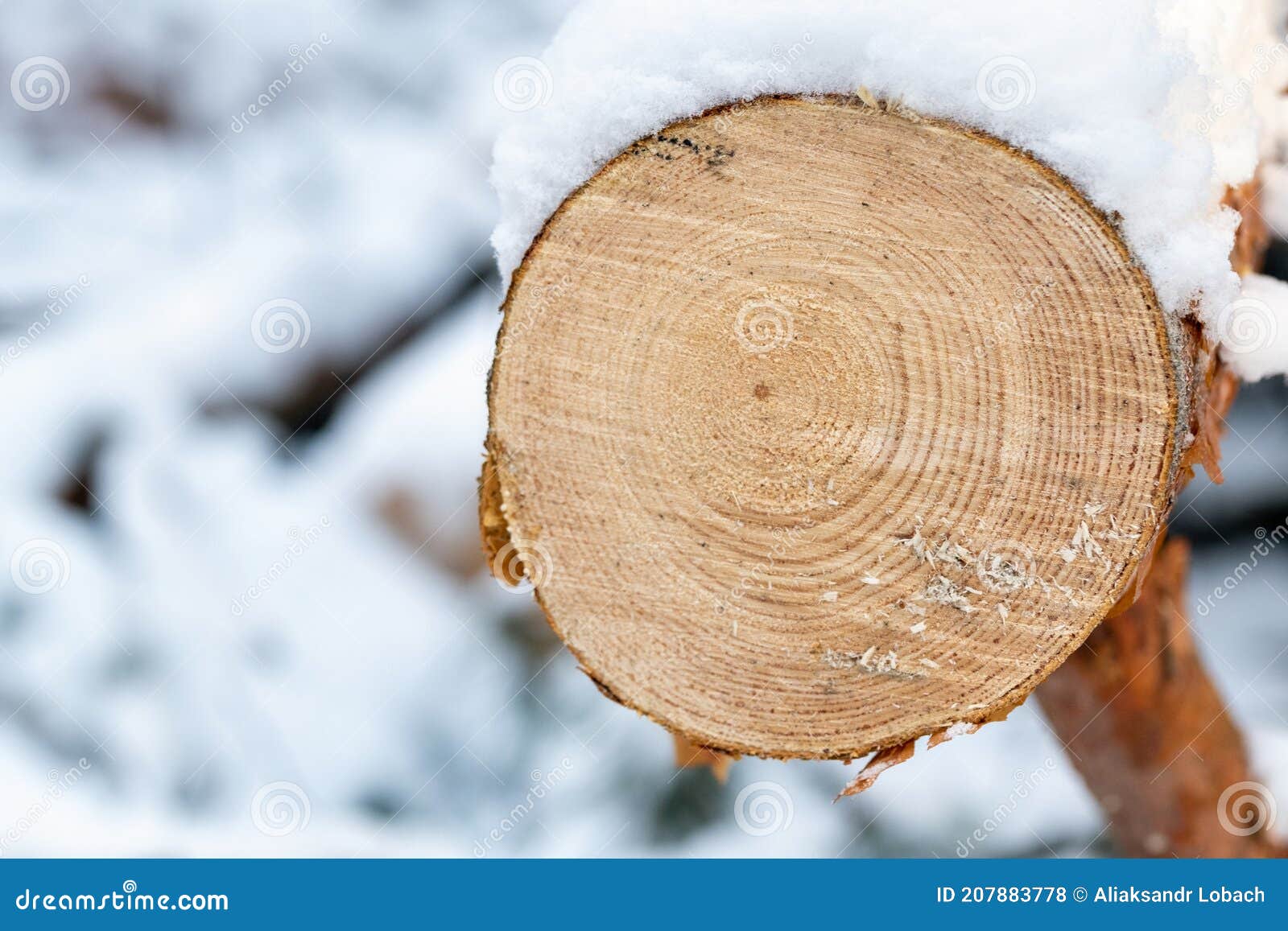 Smooth Cut on a Tree in a Winter Forest Stock Photo - Image of ...