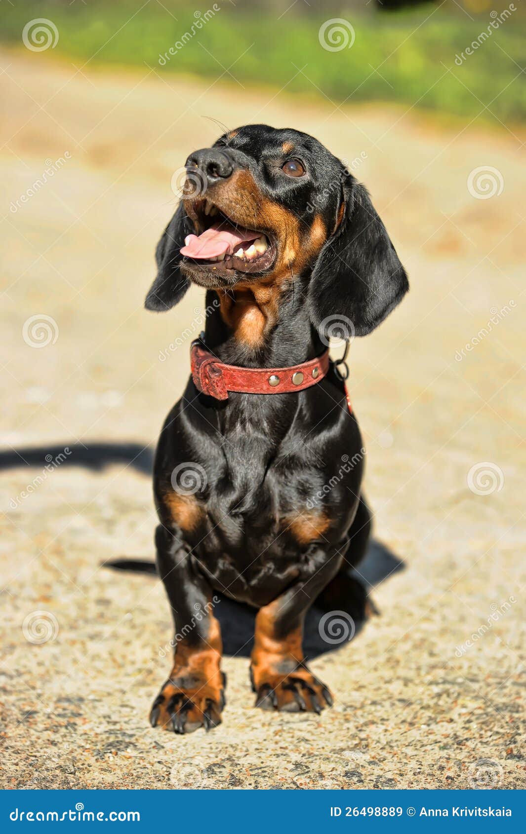 Smooth-DACHSHUND stock image. Image of dachshund, dachshunds - 26498889