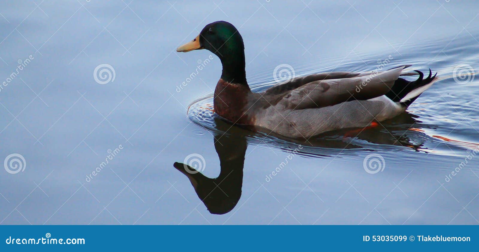 Smooth - Duck stock image. Image of april, wings, francis - 53035099