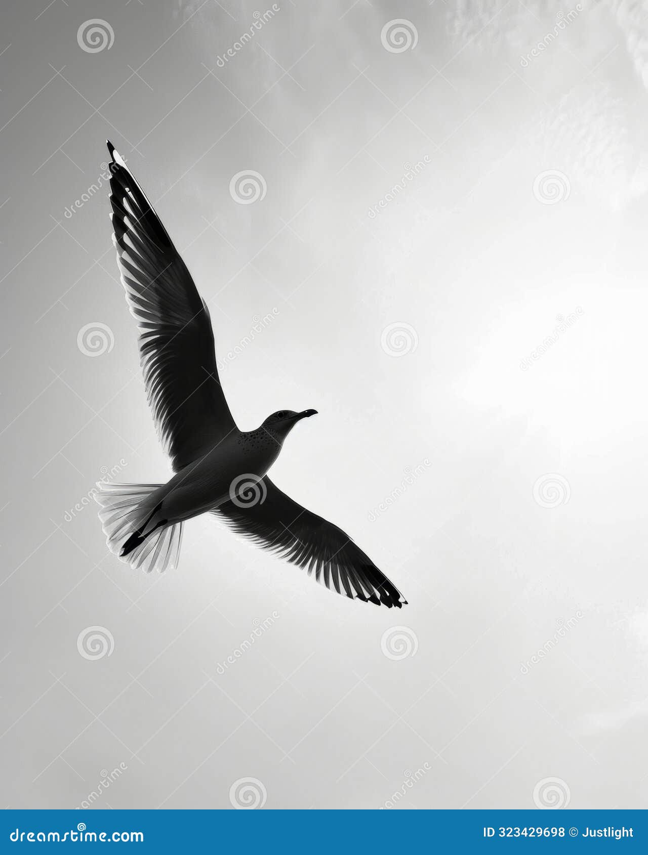 The Smooth and Effortless Flight of a Bird Against a Monochromatic Sky ...