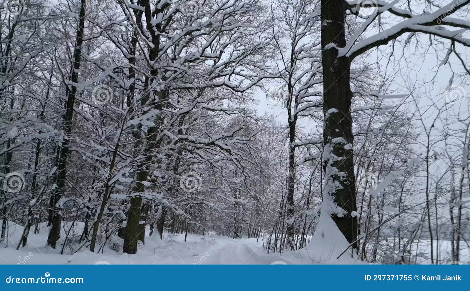 Smooth Flight in a Cold Snowy Winter Forest Stock Video - Video of gray ...