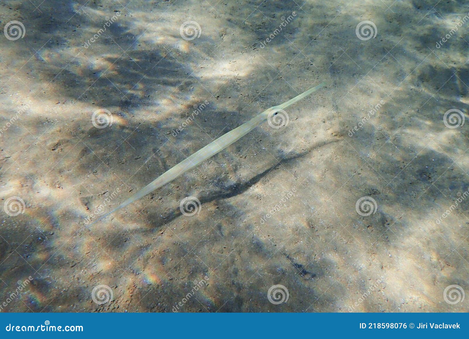 Smooth Flutemouth Fistularia Commersonii Fish Stock Photo - Image of ...