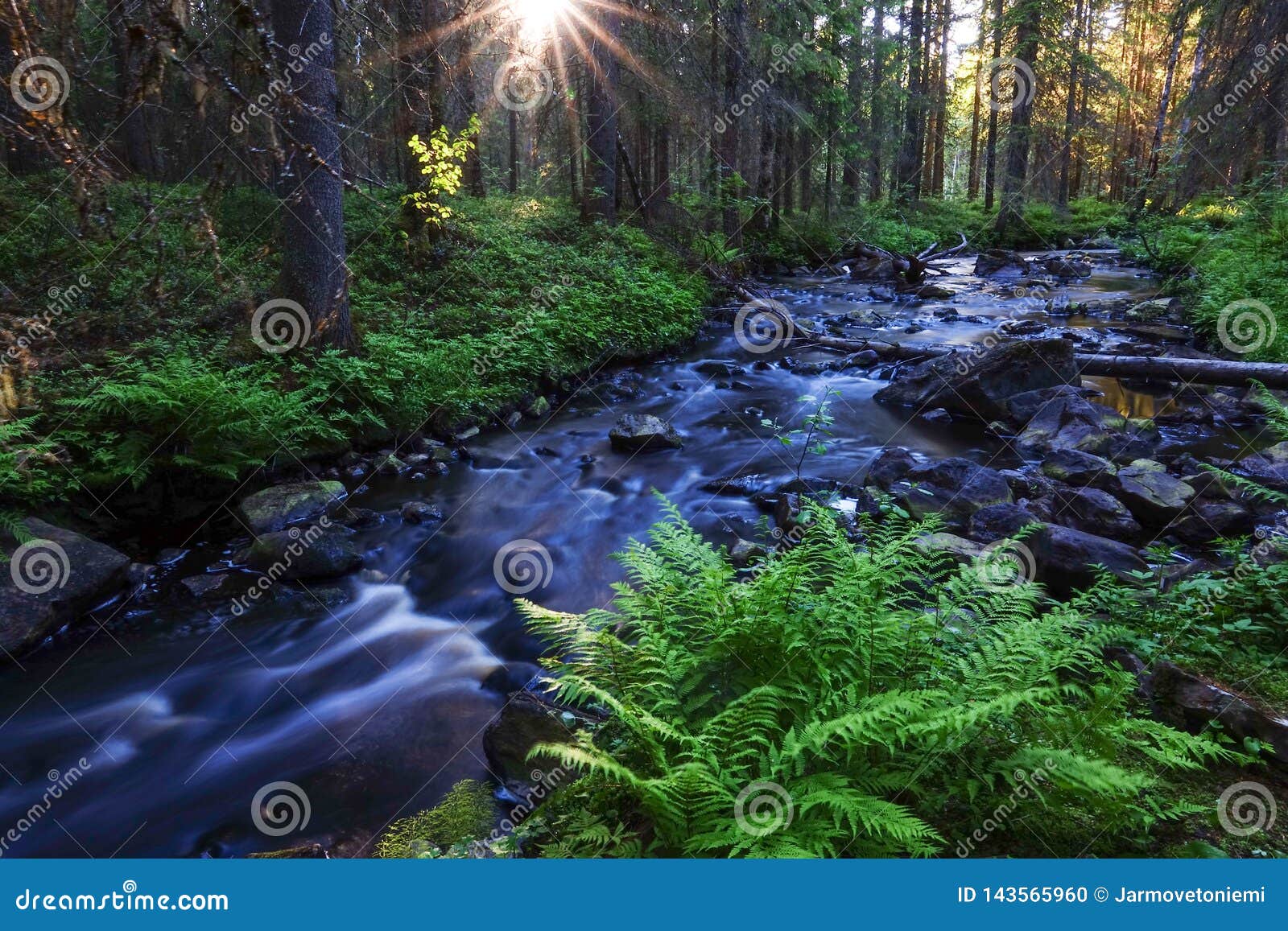 Smooth Forest Stream in the Evening Light Stock Photo - Image of peace ...