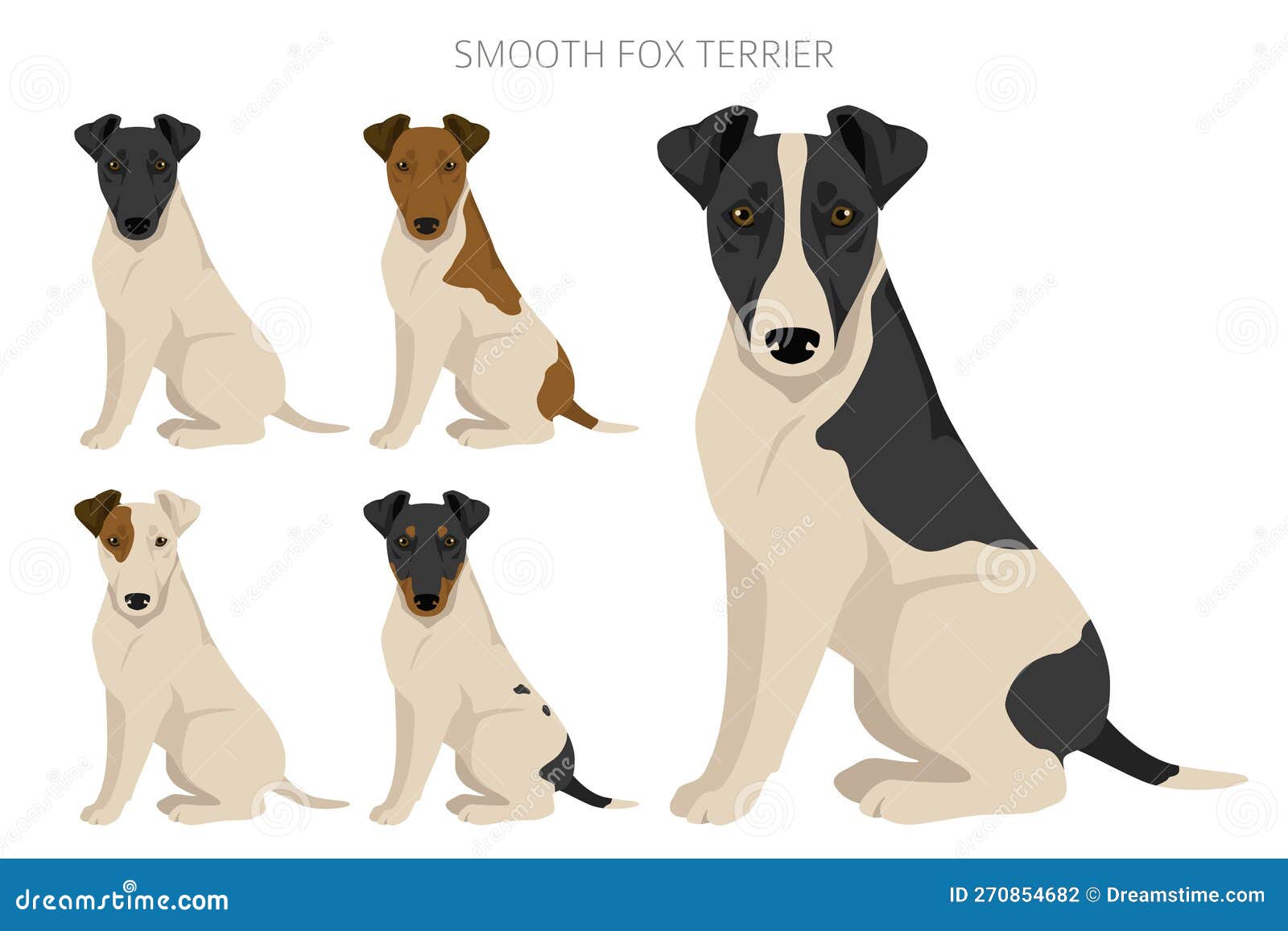Smooth Fox Terrier Clipart. Different Poses, Coat Colors Set Stock ...
