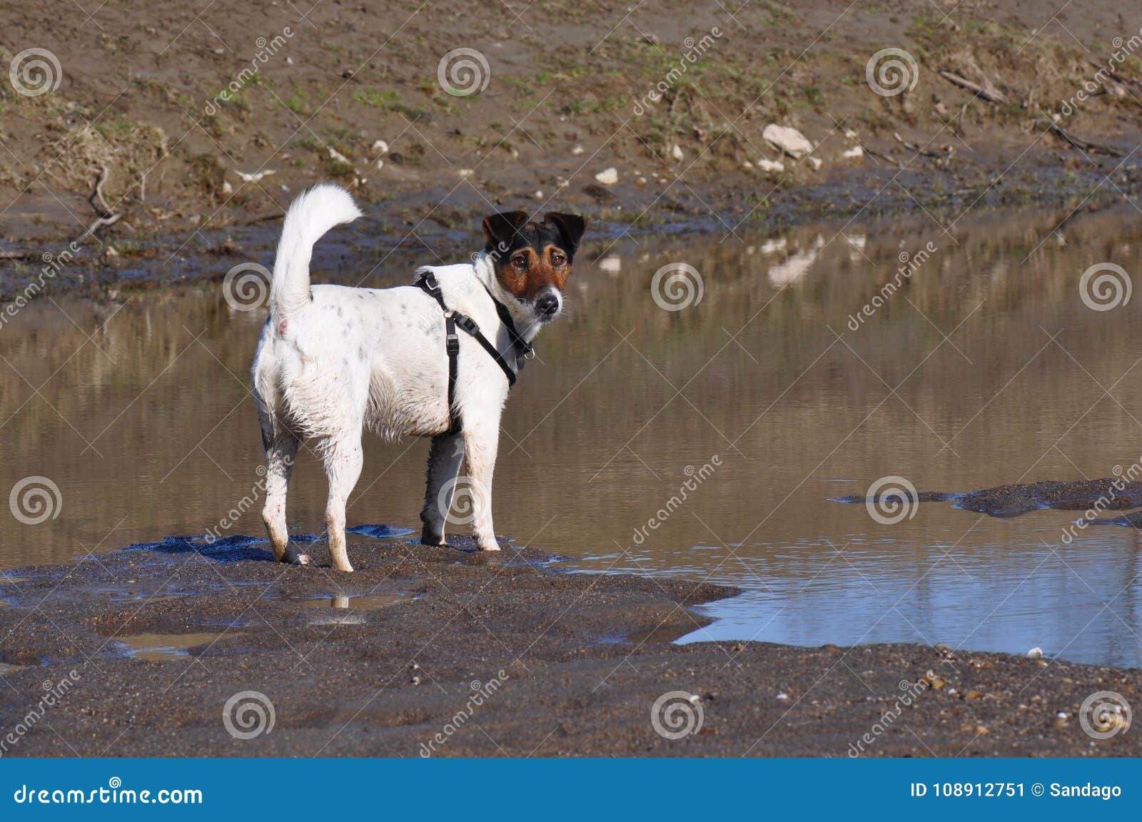 Dog near the river stock image. Image of happy, meadow - 108912751