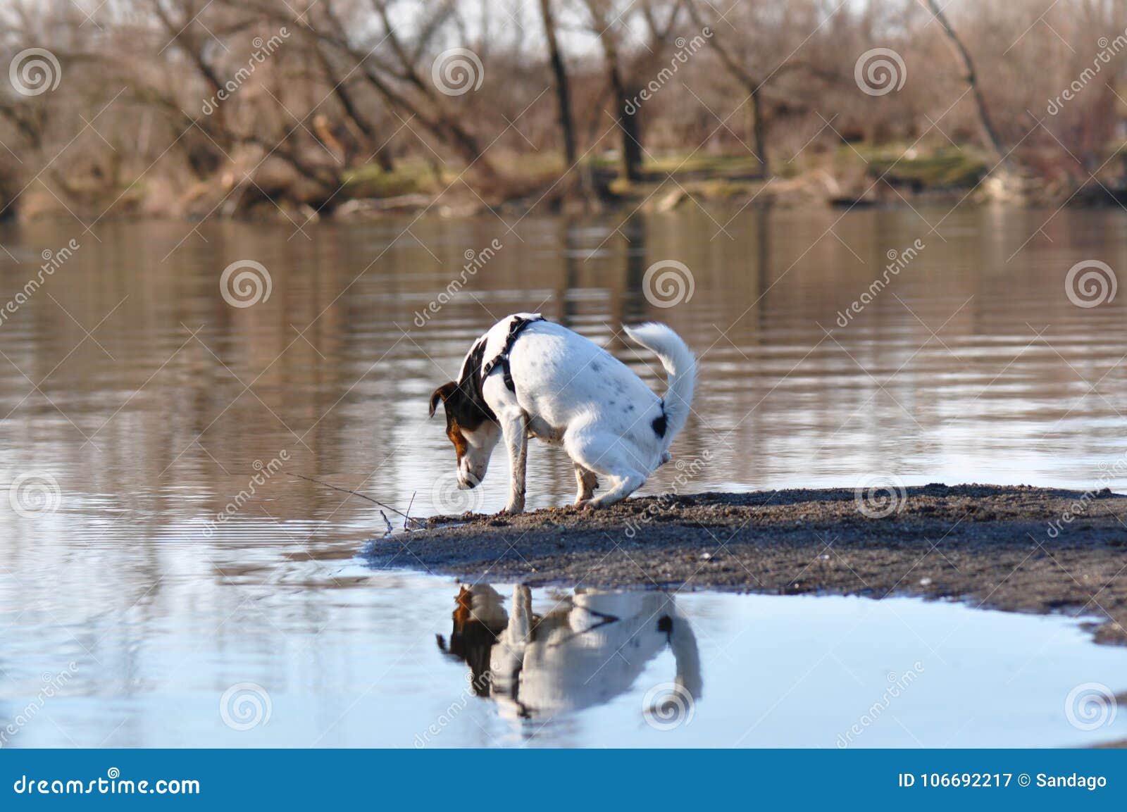 Shit Of The Beast On The Grass In The Field Royalty-Free Stock Image ...