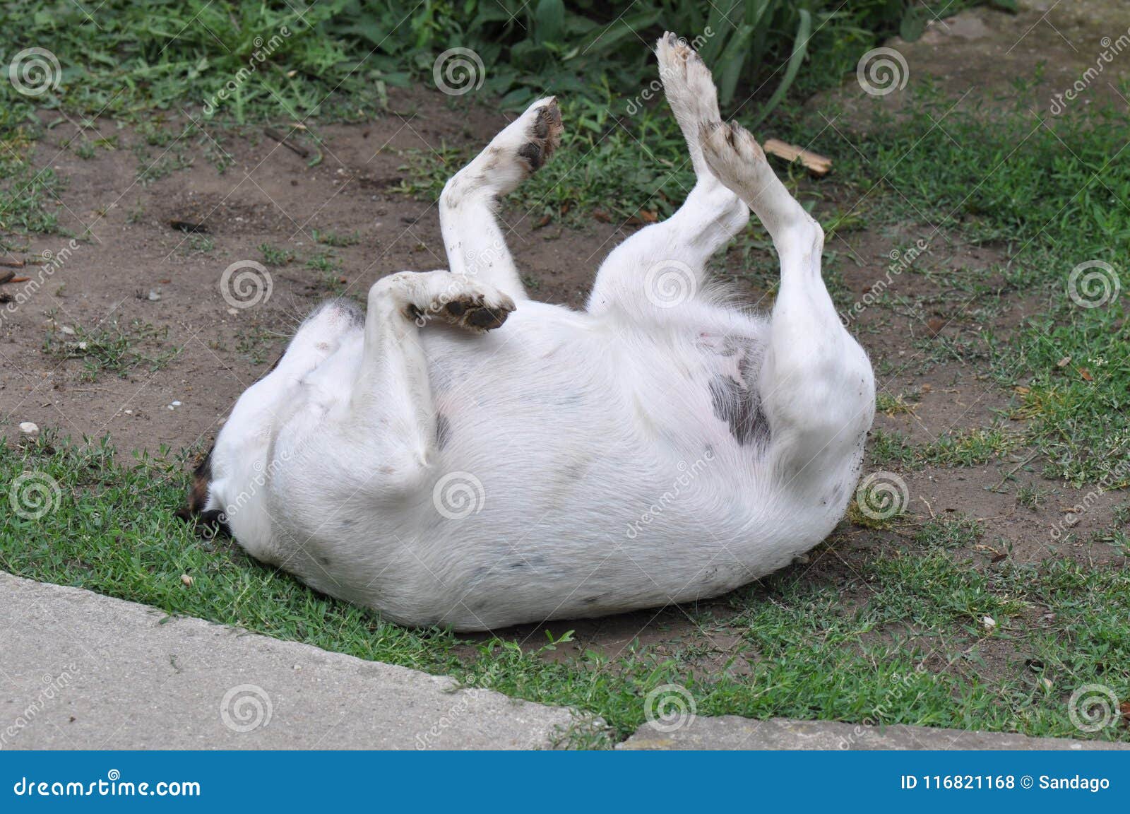 Dog scratching his back stock photo. Image of champion - 116821168