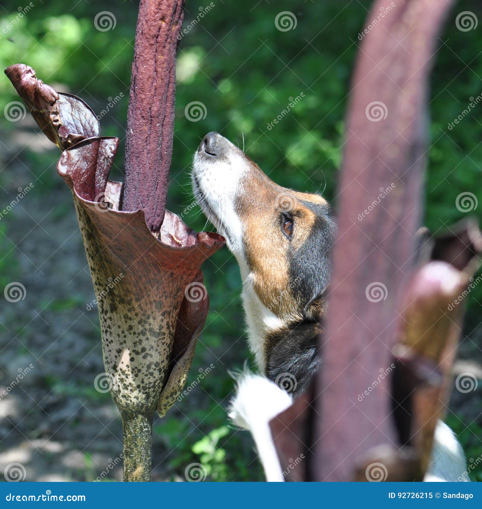 Smooth Fox Terrier Smelling Flower Stock Image - Image of nose, field ...