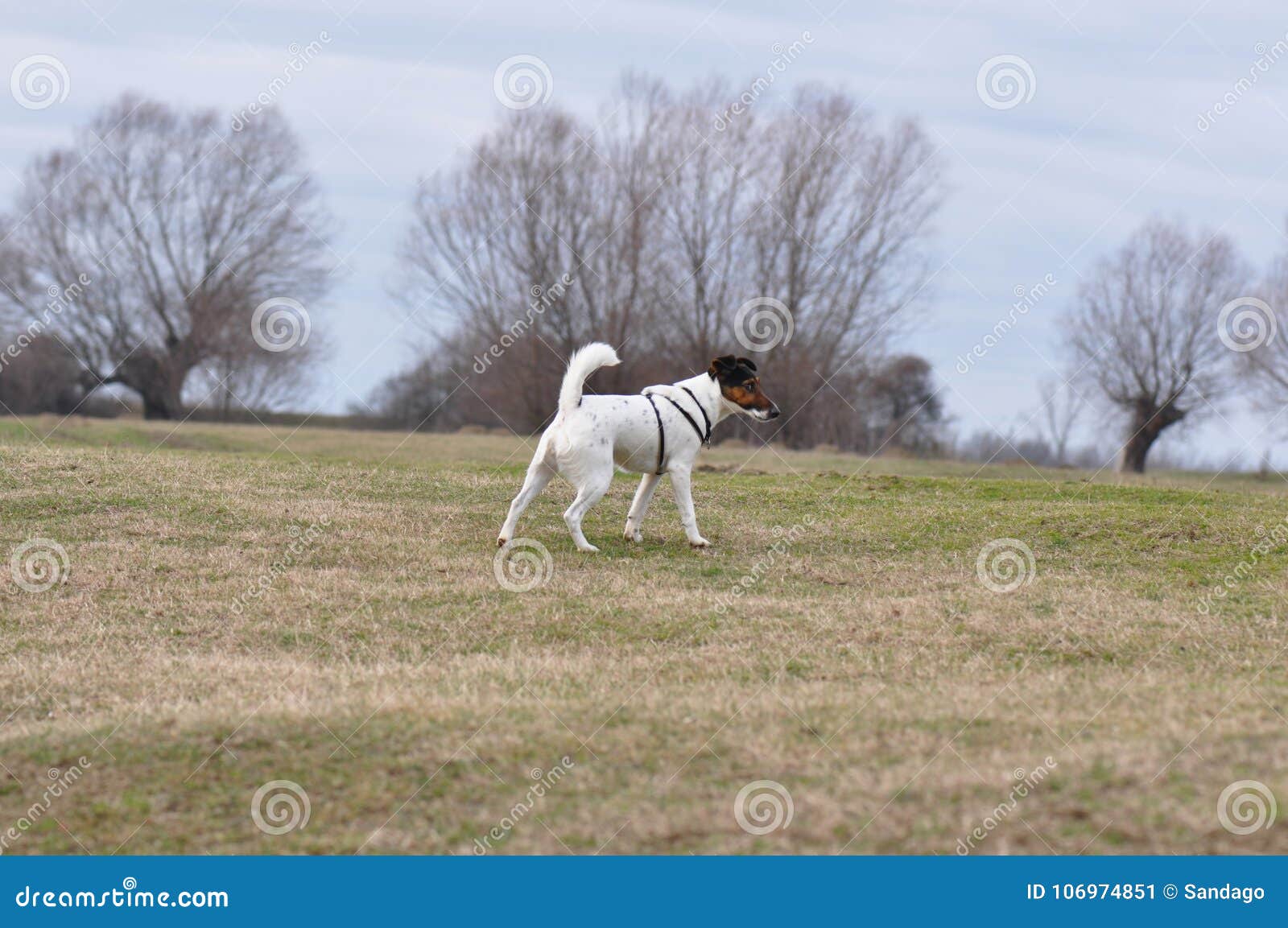 Dog smelling trace stock image. Image of jump, playful - 106974851