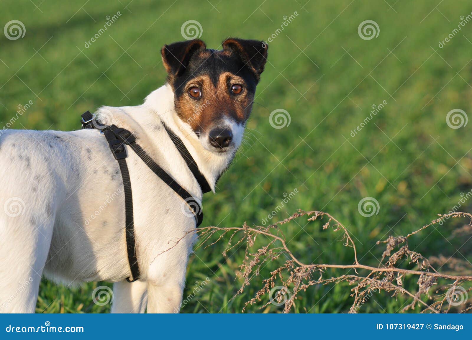 Dog smelling trace stock image. Image of cool, domestic - 107319427