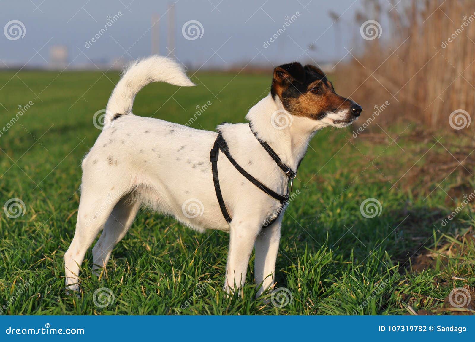 Dog smelling trace stock photo. Image of meadow, jumping - 107319782