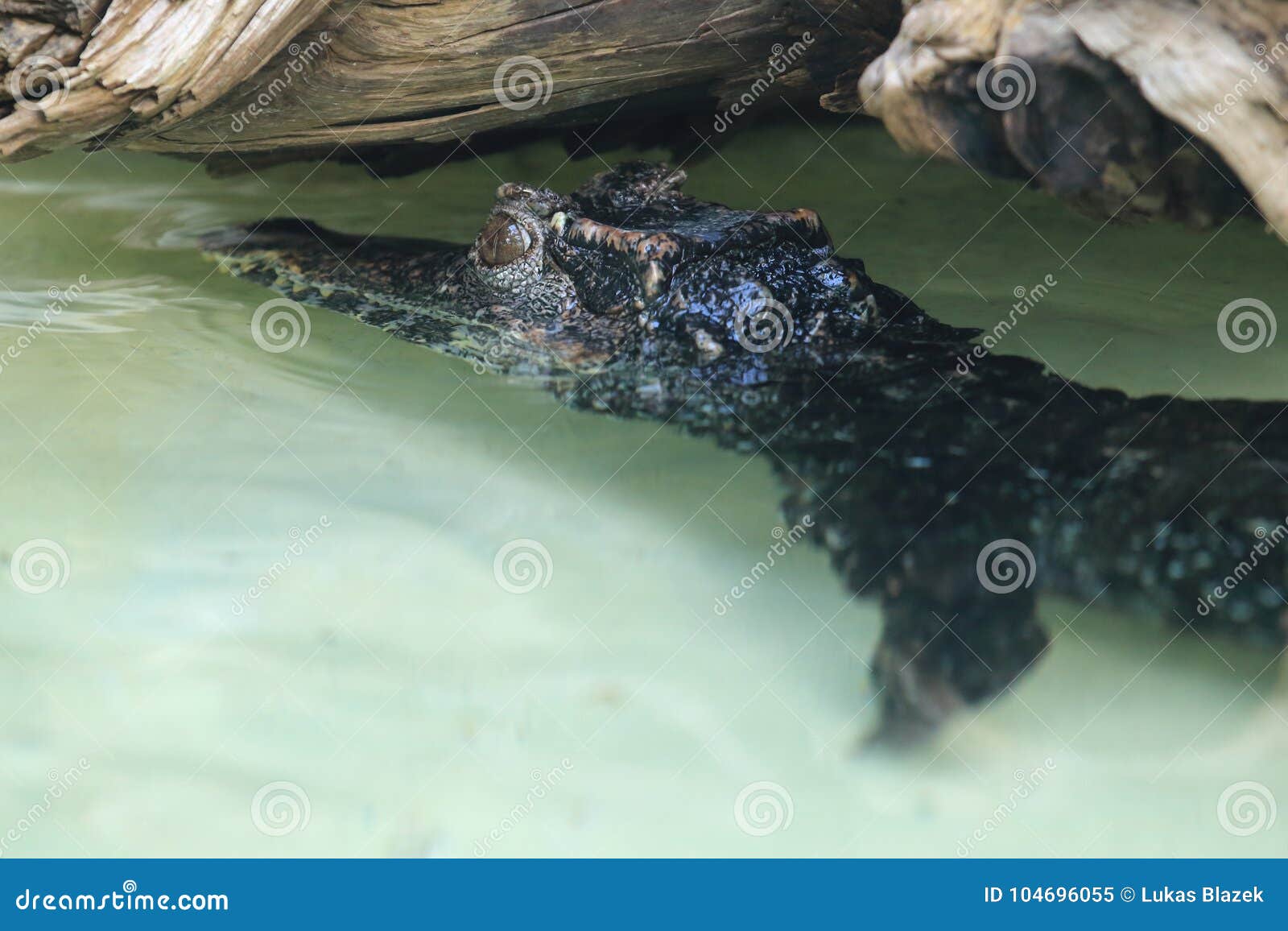 Smooth-fronted caiman stock image. Image of caiman, adult - 104696055
