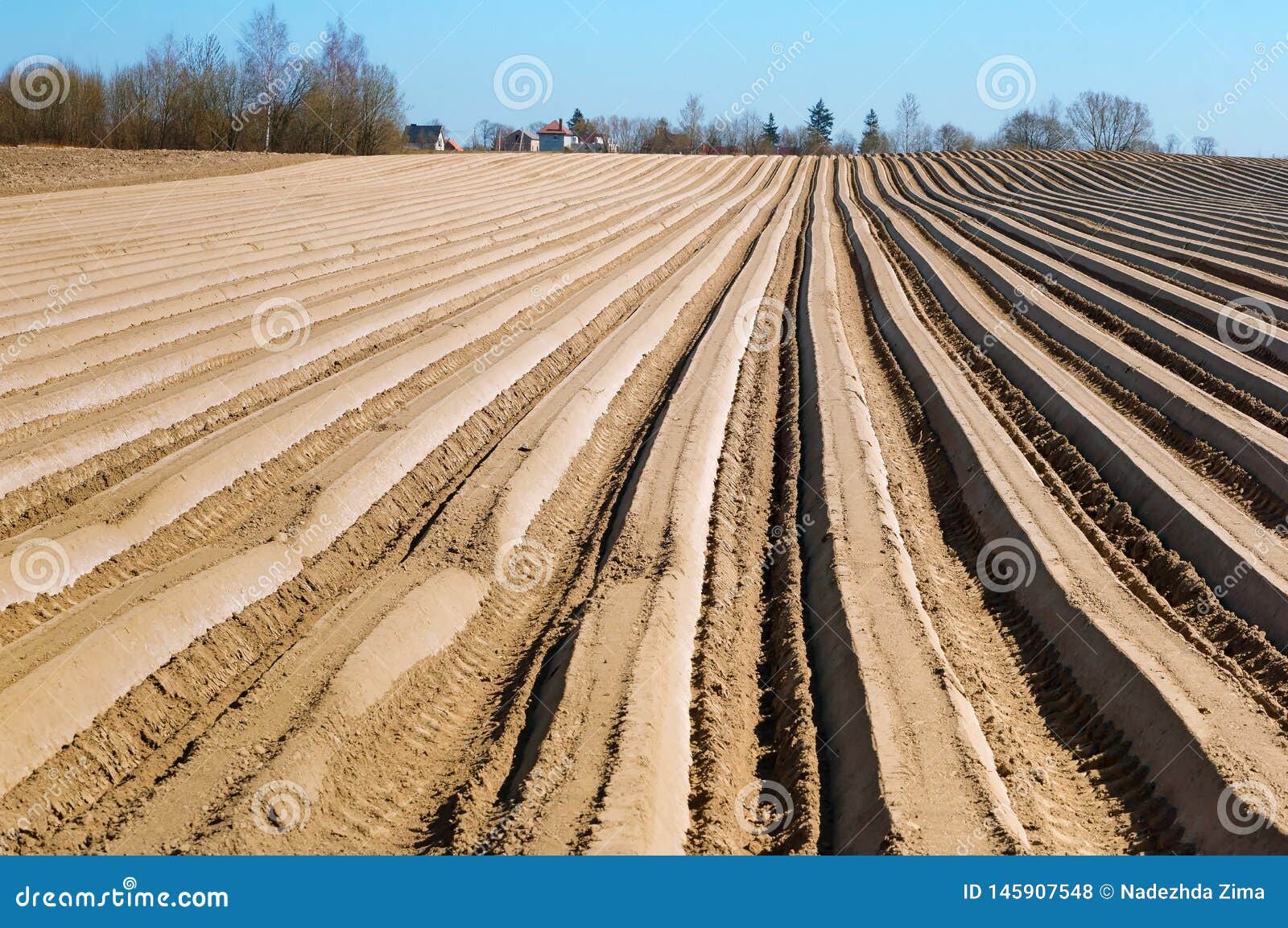 Smooth Furrows of Agricultural Land, Plowed Field in Spring Stock Photo ...