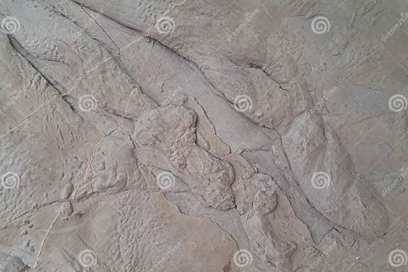 Smooth, Grayish Rock Surface with Subtle Ridges and a Few Visible ...