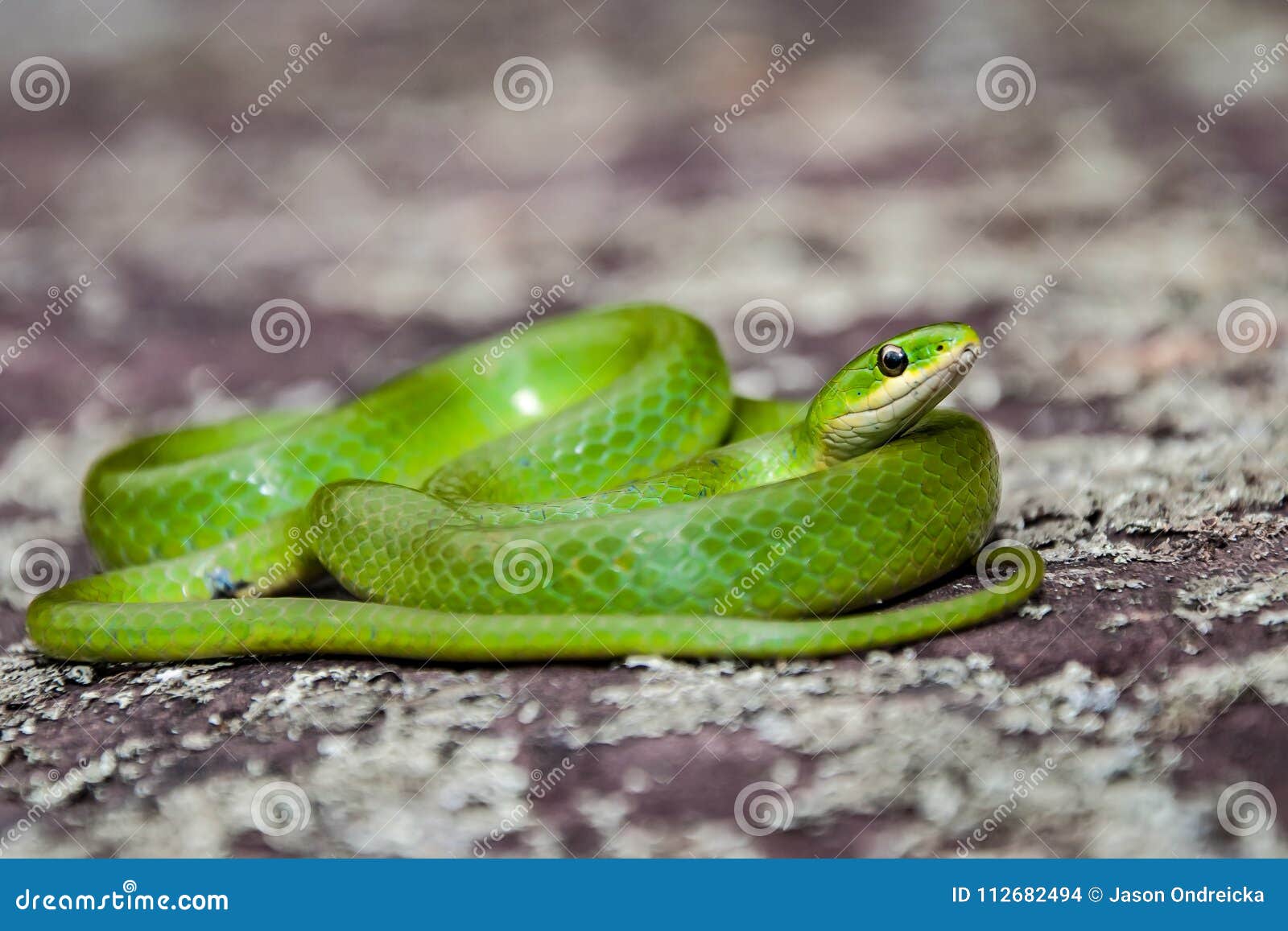 Smooth Green Snake stock photo. Image of ecology, harmless - 112682494