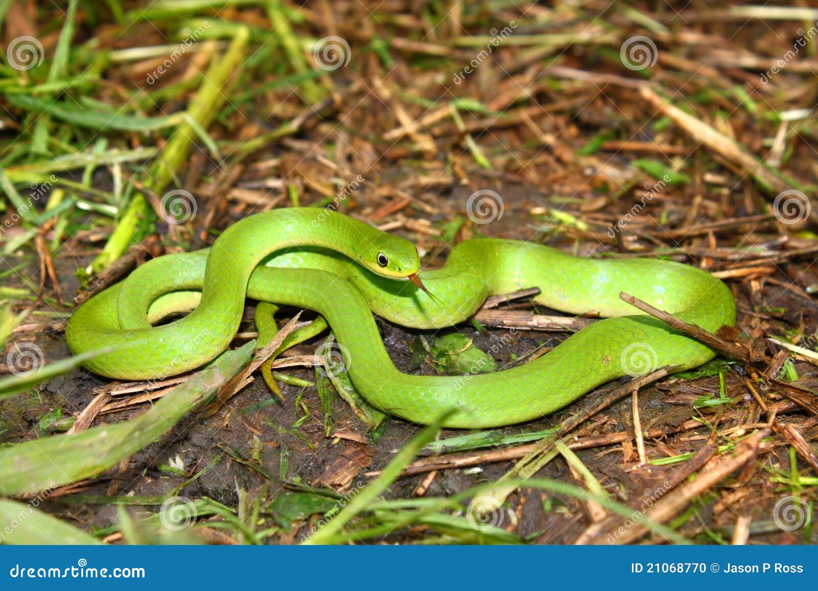 Smooth Green Snake (Opheodrys Vernalis) Stock Photo - Image of fauna ...