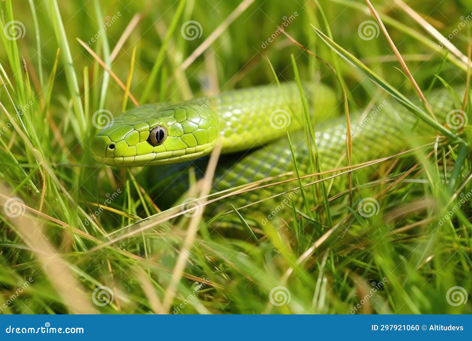 Smooth Green Snake Sliding Through Grass Stock Photo | CartoonDealer ...