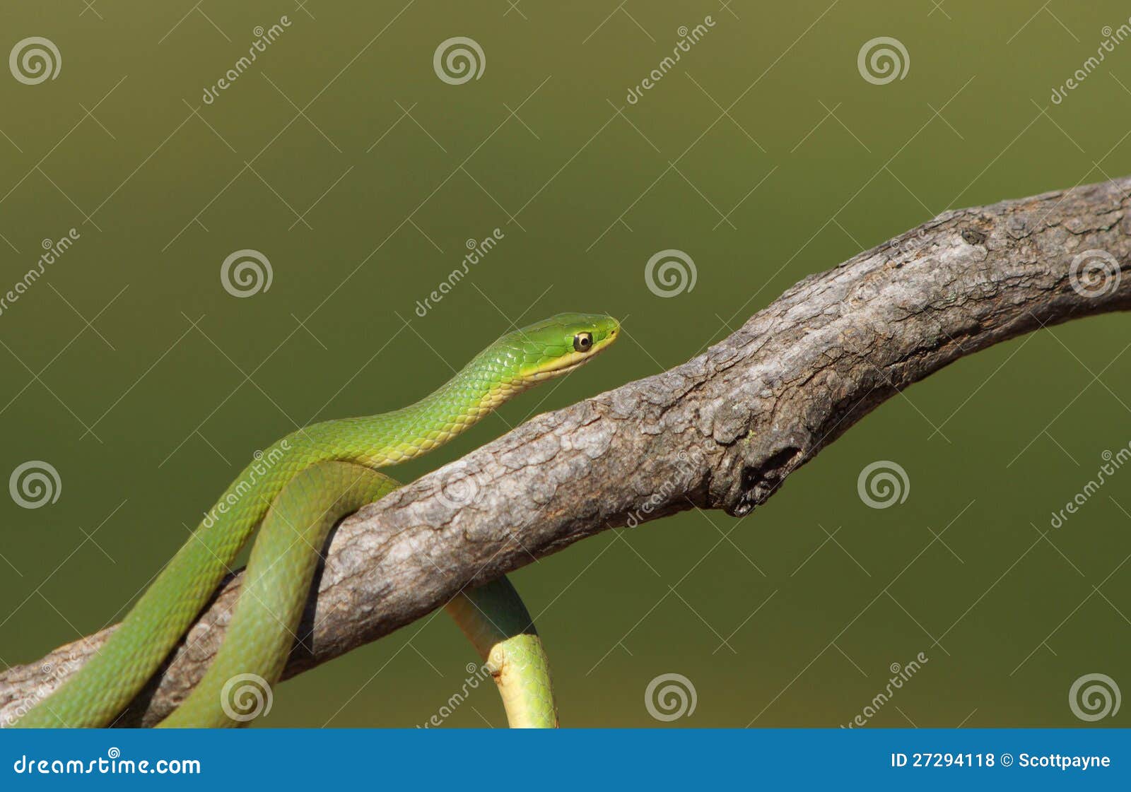 Smooth Green Snake on Tree Branch. Stock Photo - Image of green, smooth ...