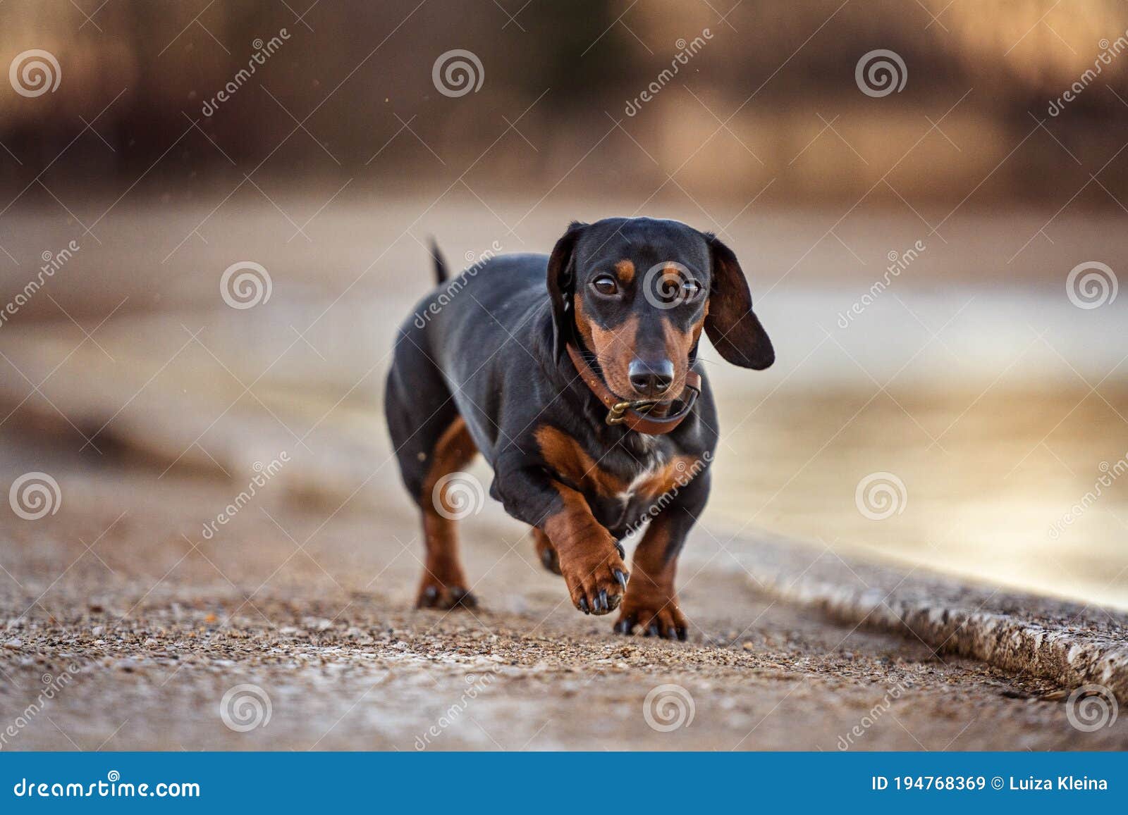 Dachshund running stock image. Image of beach, outside - 194768369