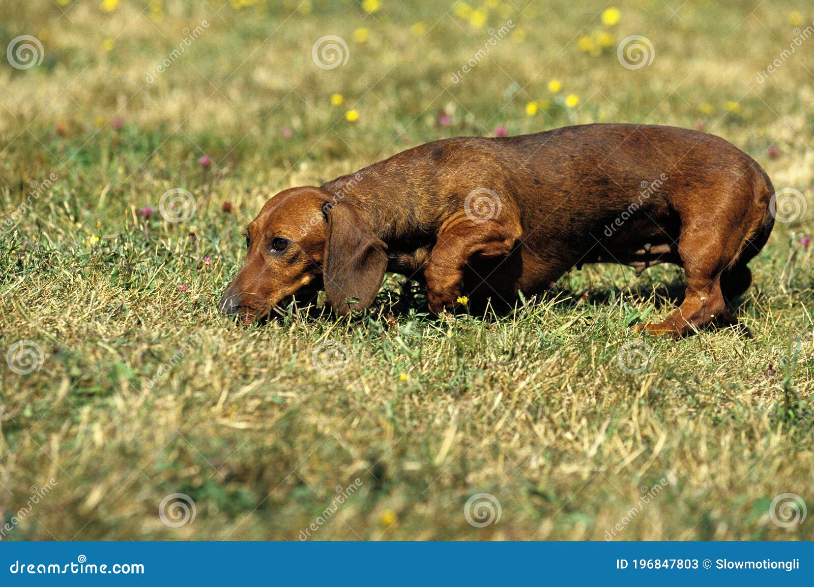 Smooth-Haired Dachshund stock image. Image of animals - 196847803