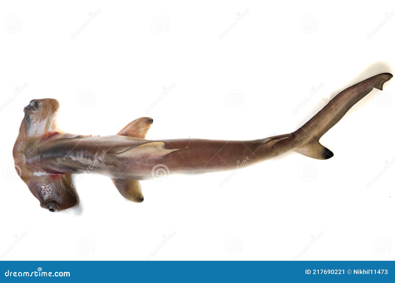 Winghead Hammerhead