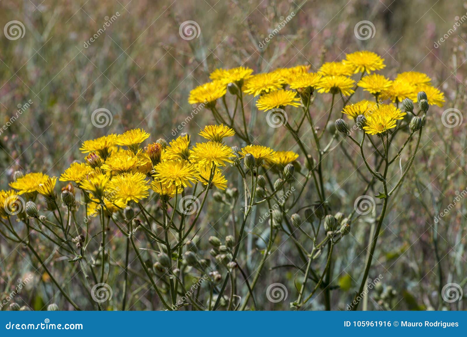 Smooth hawksbeard flower stock photo. Image of weed - 105961916