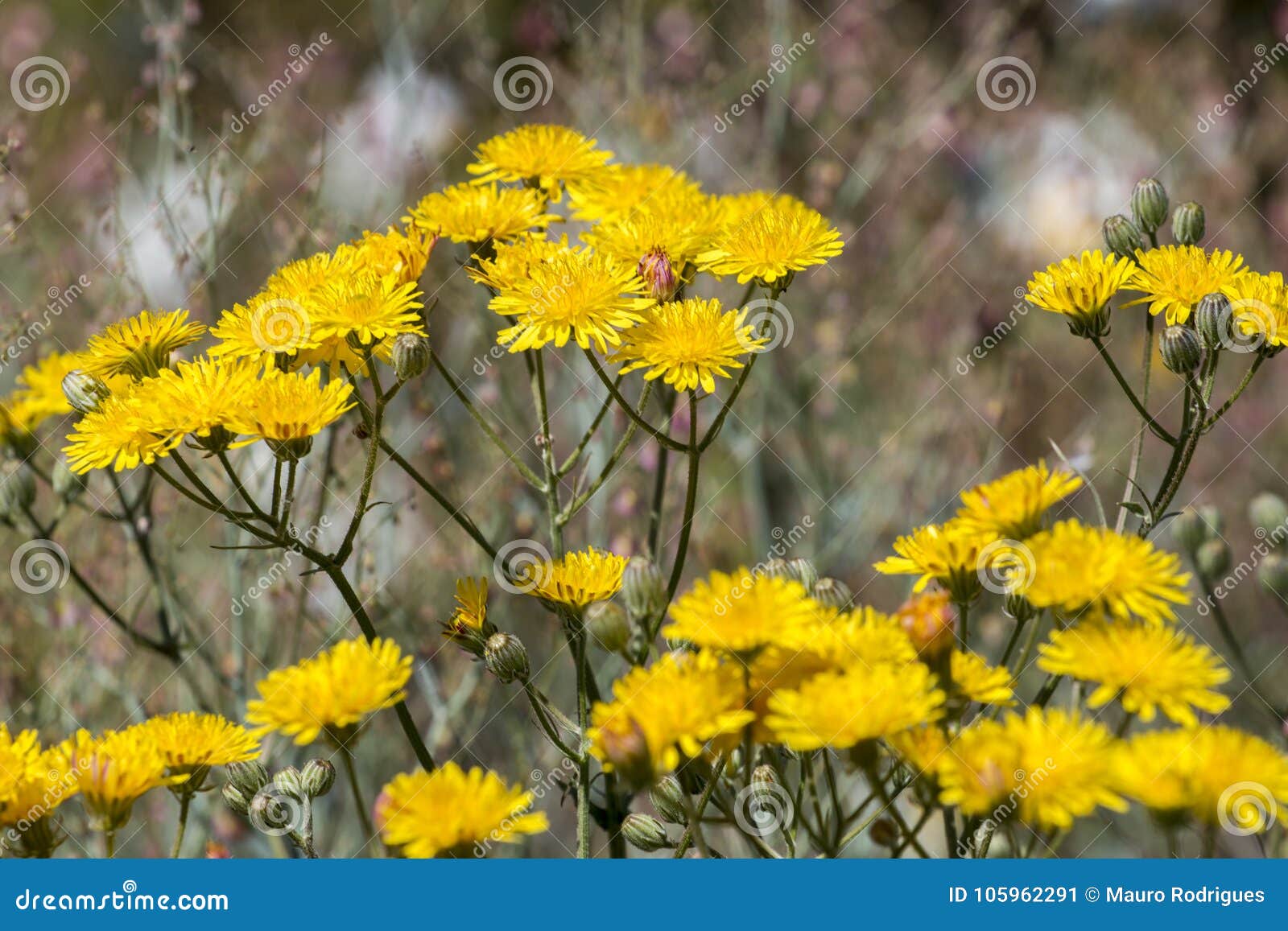Smooth hawksbeard flower stock image. Image of plant - 105962291