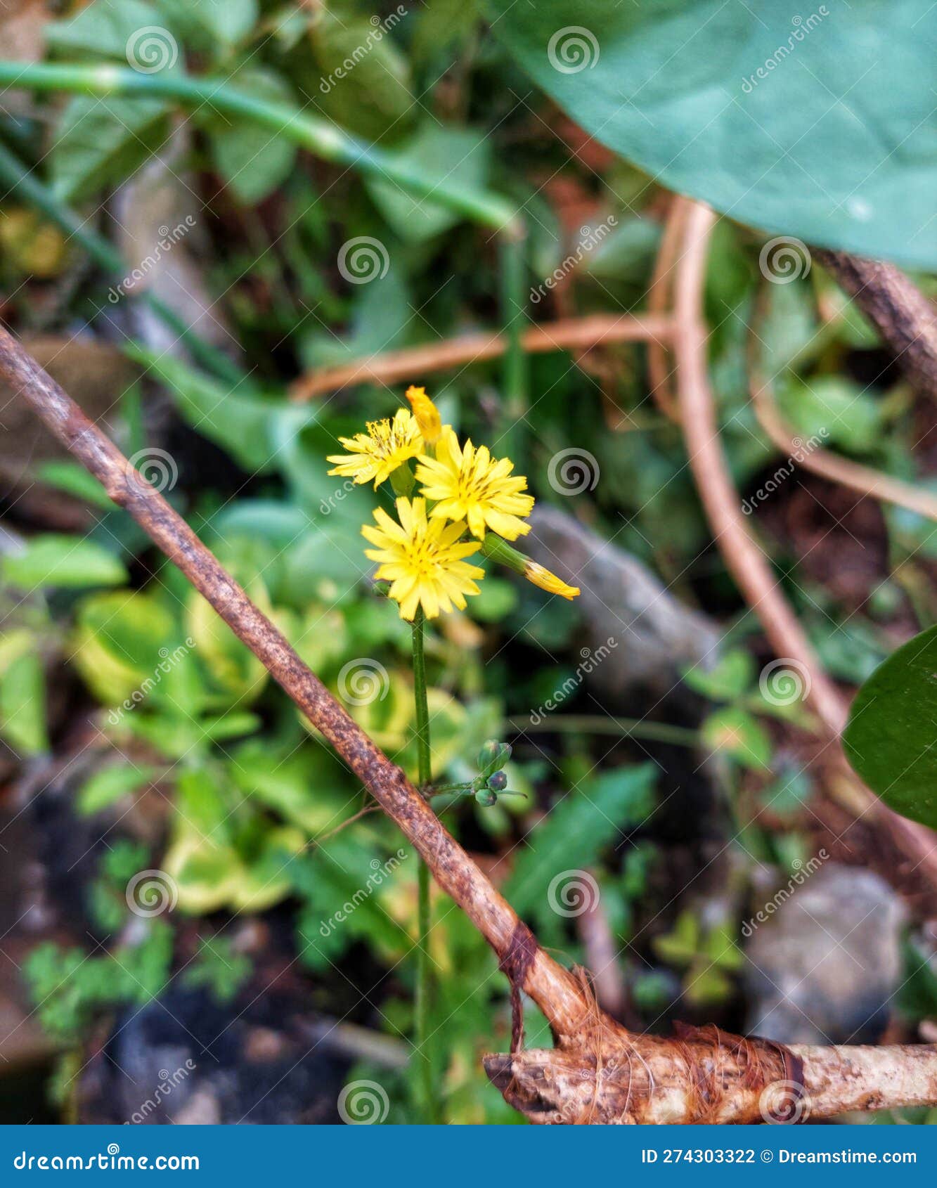 Crepis Yellow Flowers Stock Photography | CartoonDealer.com #61991378
