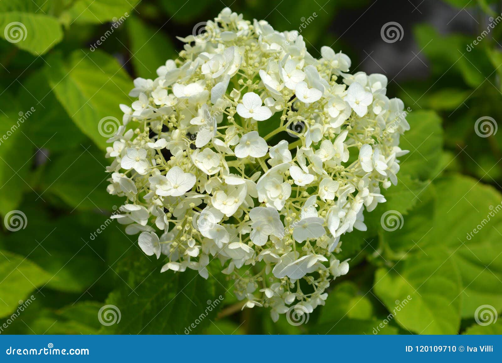 Smooth hydrangea stock photo. Image of nature, garden - 120109710