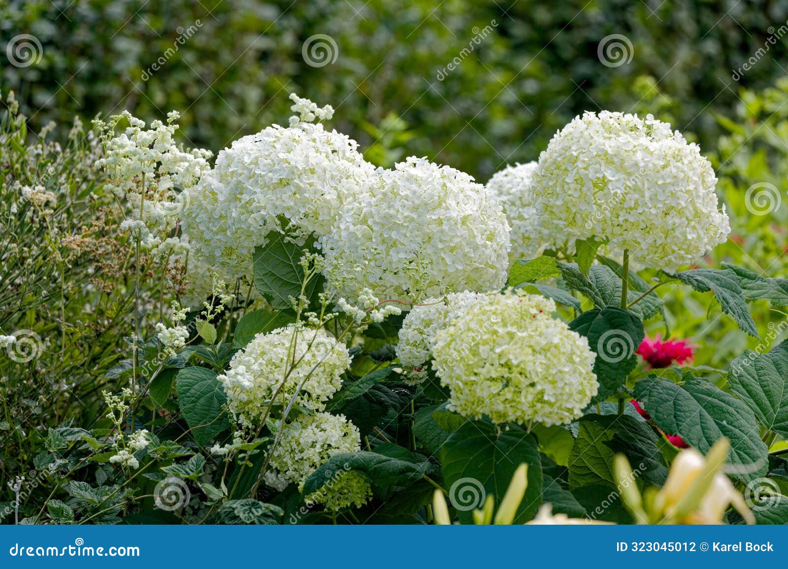 Smooth Hydrangea (Hydrangea Arborescens) Stock Photo - Image of ...