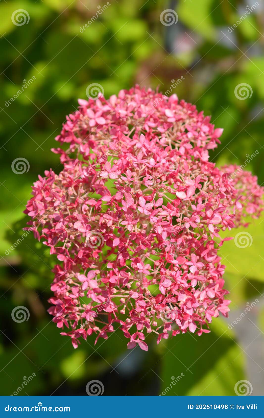 Smooth Hydrangea Pink Annabelle Stock Photo - Image of wild, leaf ...