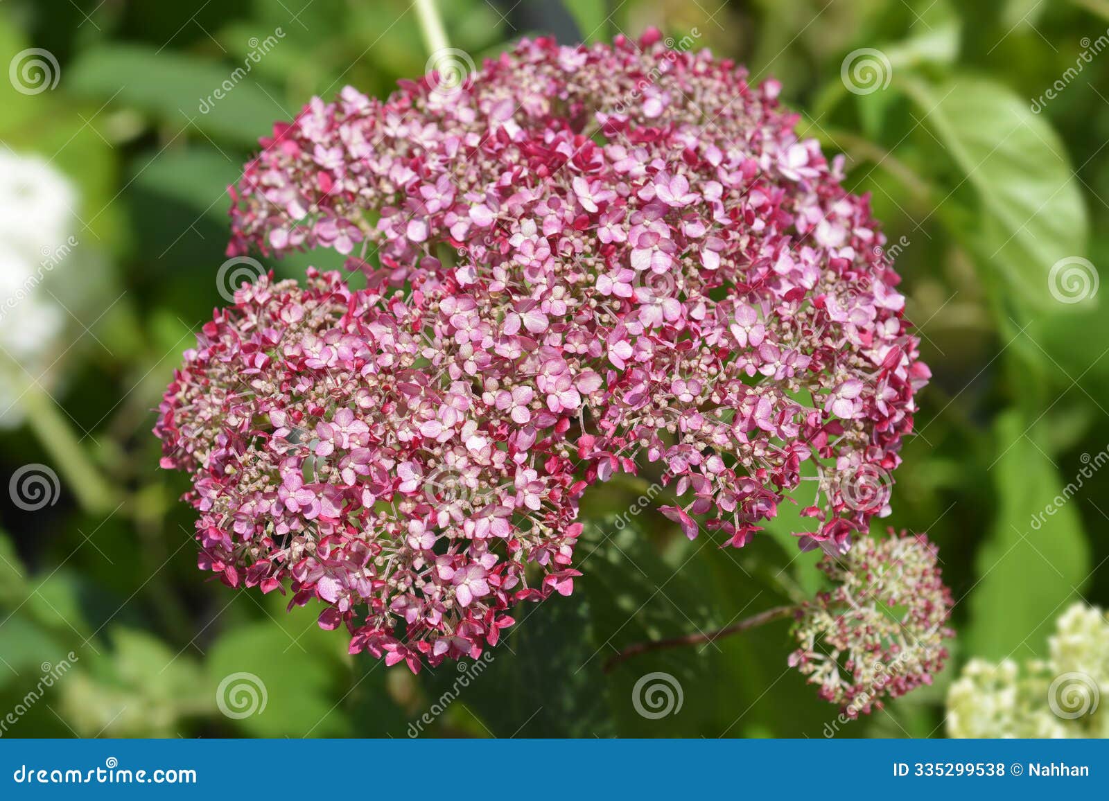 Smooth Hydrangea Pink Annabelle Stock Photo - Image of name, tree ...