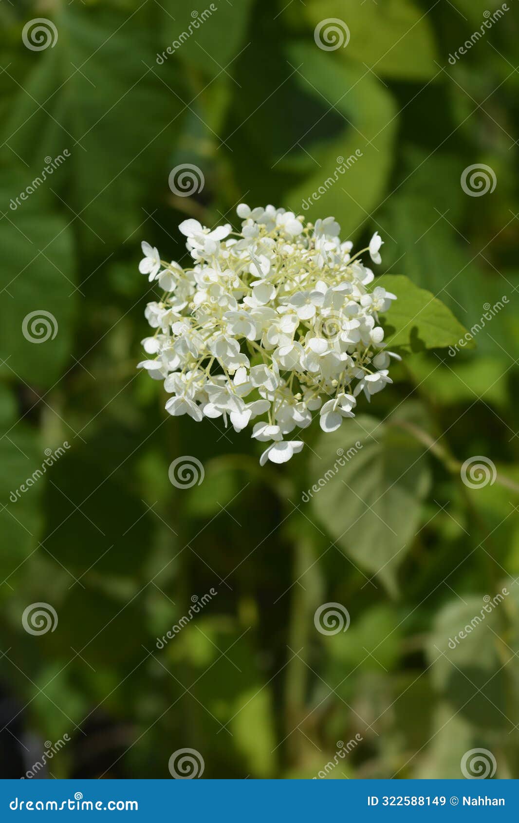 Smooth hydrangea Annabelle stock image. Image of botany - 322588149