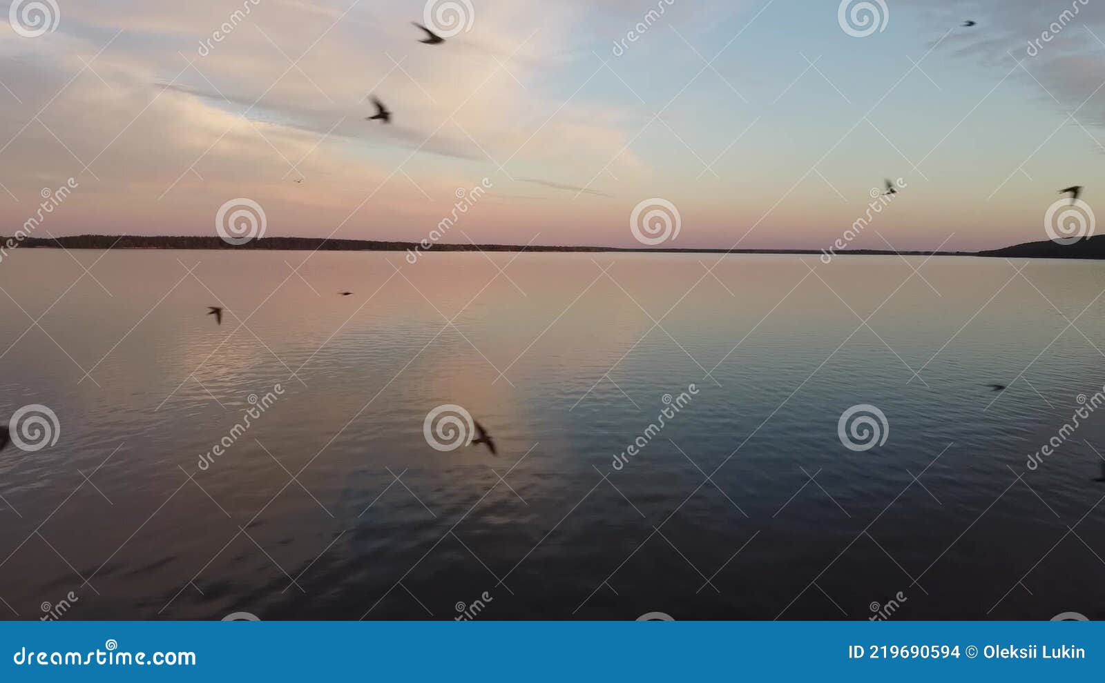Smooth Lake Water with Reflected Dramatic Pink Clouds and Swallows in ...