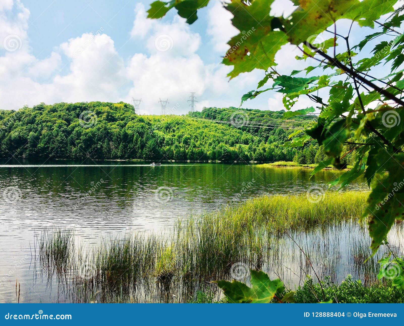 Smooth Lake Water Surface Under Bright Blue Sky and Closeup Maple Tree ...