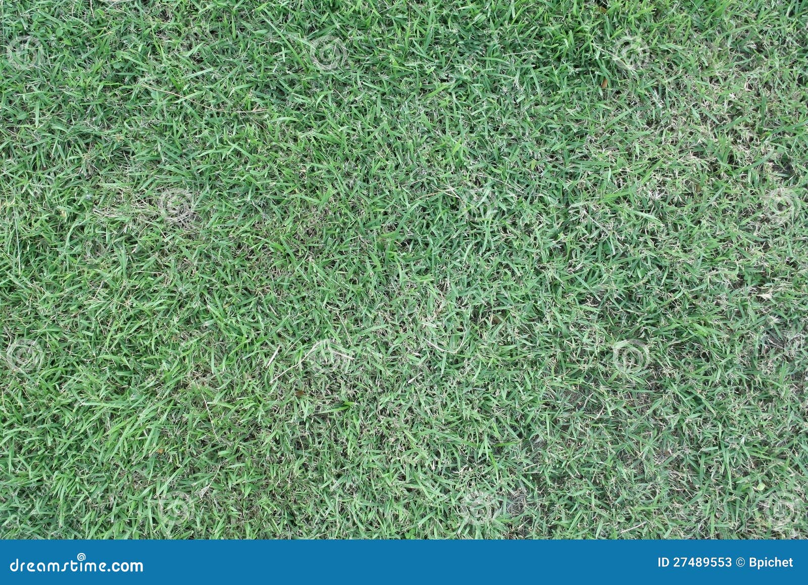 The smooth lawn. stock image. Image of nature, natural - 27489553