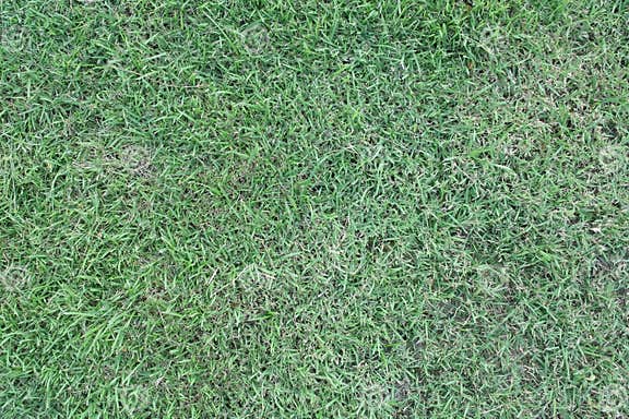 The smooth lawn. stock image. Image of nature, natural - 27489553