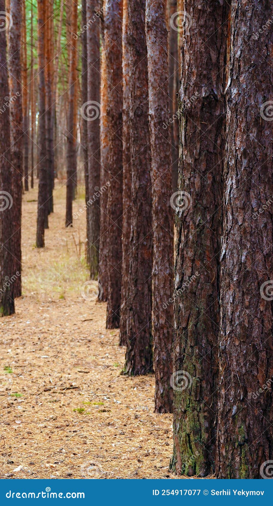 Smooth Line of Planted Trees in the Forest Stock Image - Image of ...