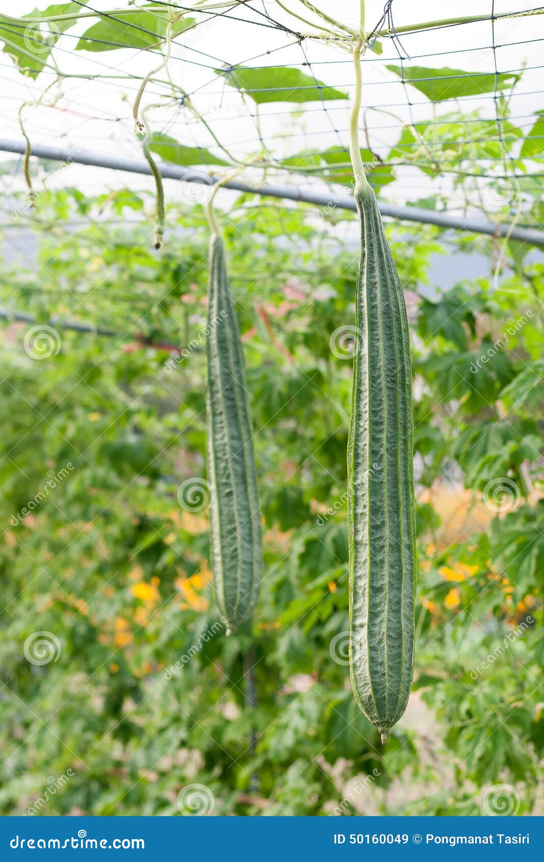 Smooth loofah stock image. Image of crop, nutritious - 50160049
