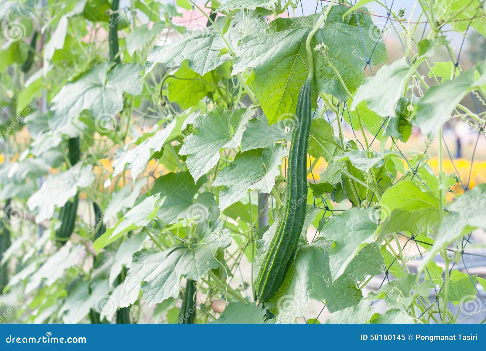 Smooth loofah stock image. Image of edible, nutritious - 50160145