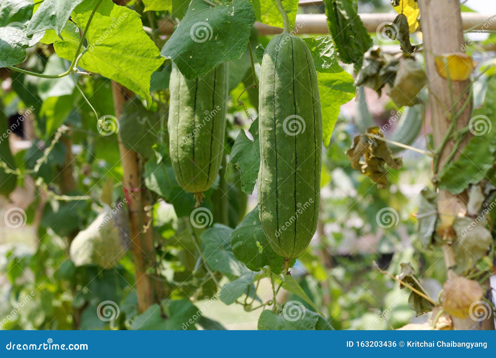 Smooth Loofah or Luffa Cylindrica on Tree Stock Photo - Image of farm ...