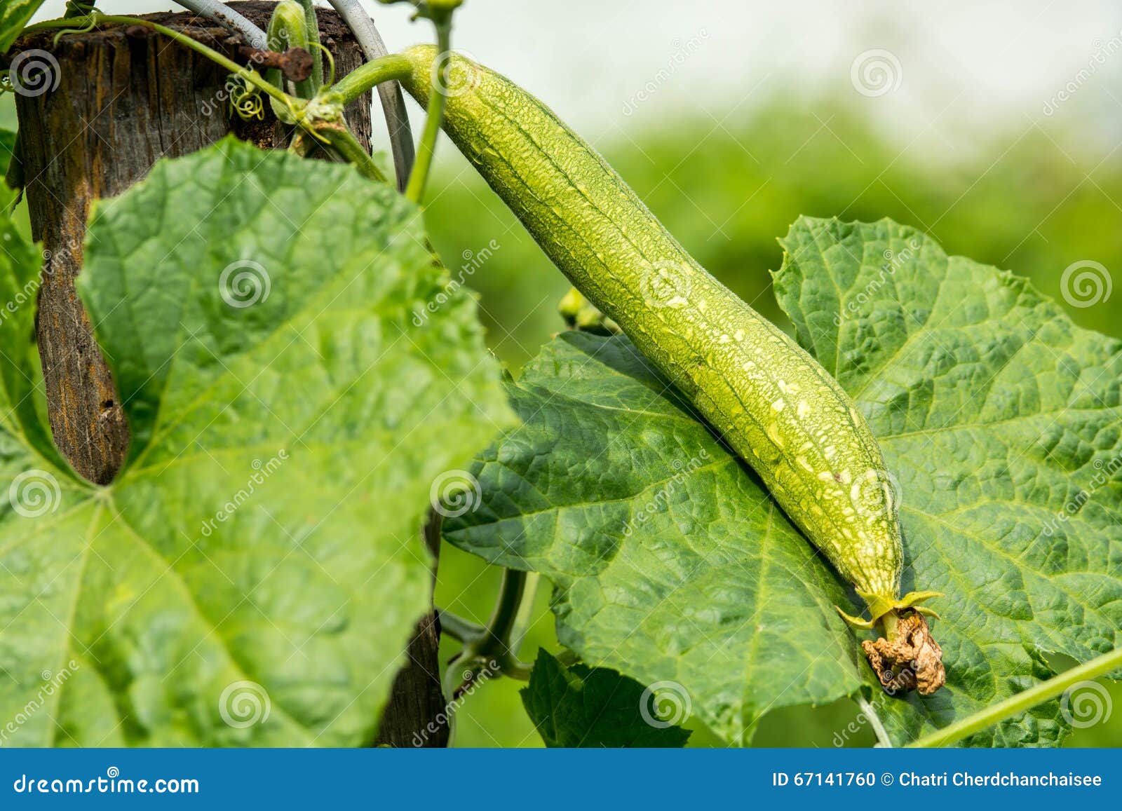 Smooth Loofah ,sponge Gourd, Egyptian Cucumber Stock Photo - Image of ...
