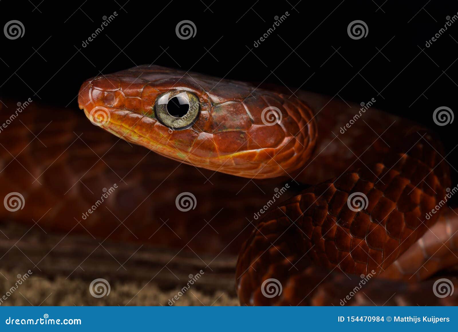 Smooth Machete Snake Chironius Scurrulus Stock Photo - Image of ...