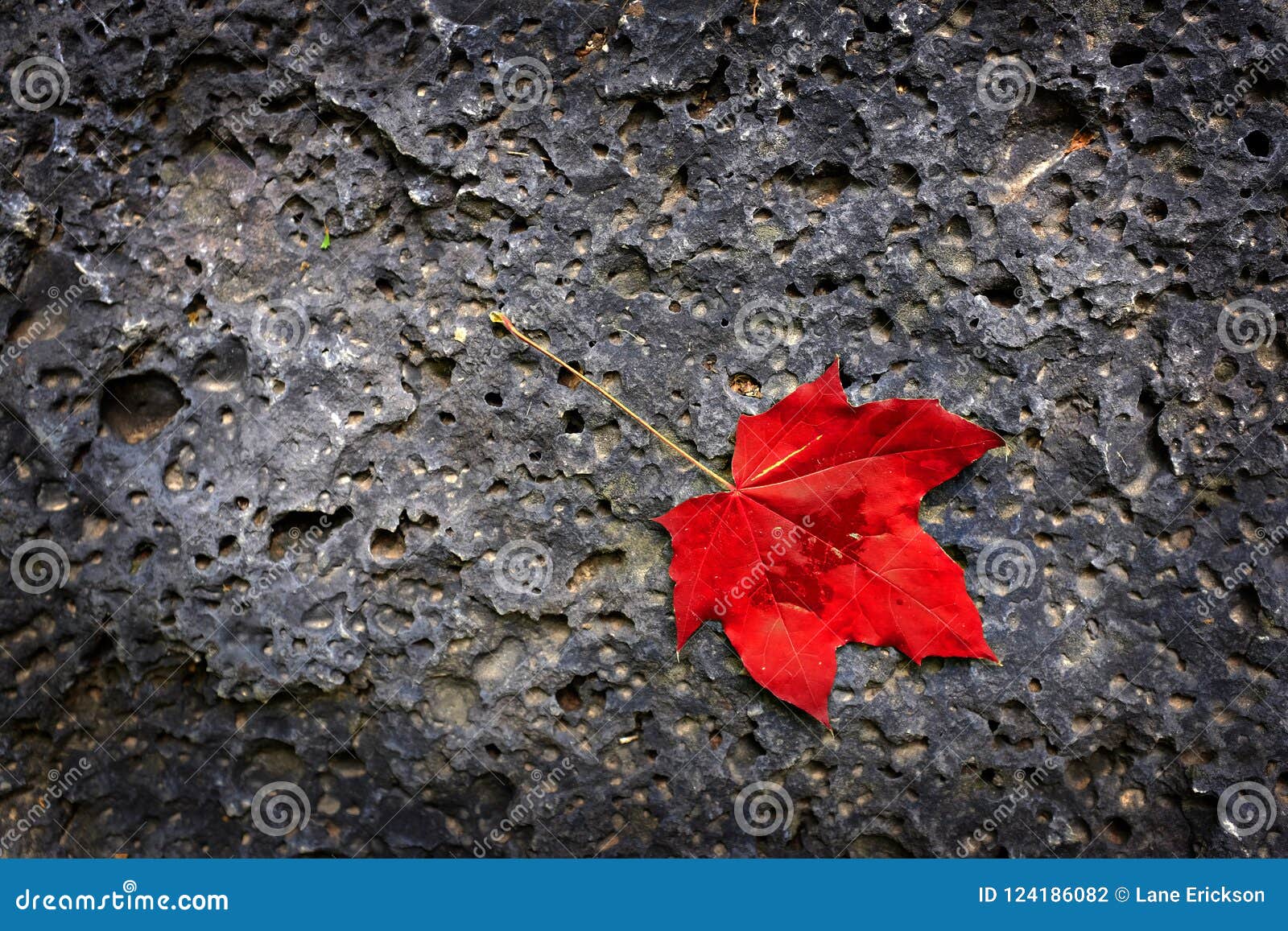 Smooth Maple Leaf on Rough Textured Rock Surface Stock Photo - Image of ...